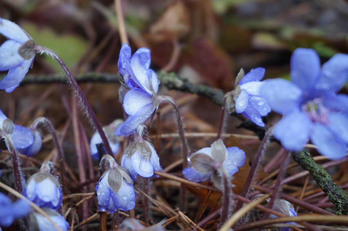 Spring – Estonian Cuisine. Eesti Toit.
