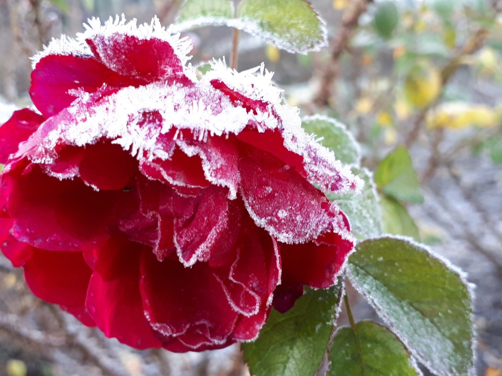 Between Autumn and Winter – Estonian Cuisine. Eesti Toit.