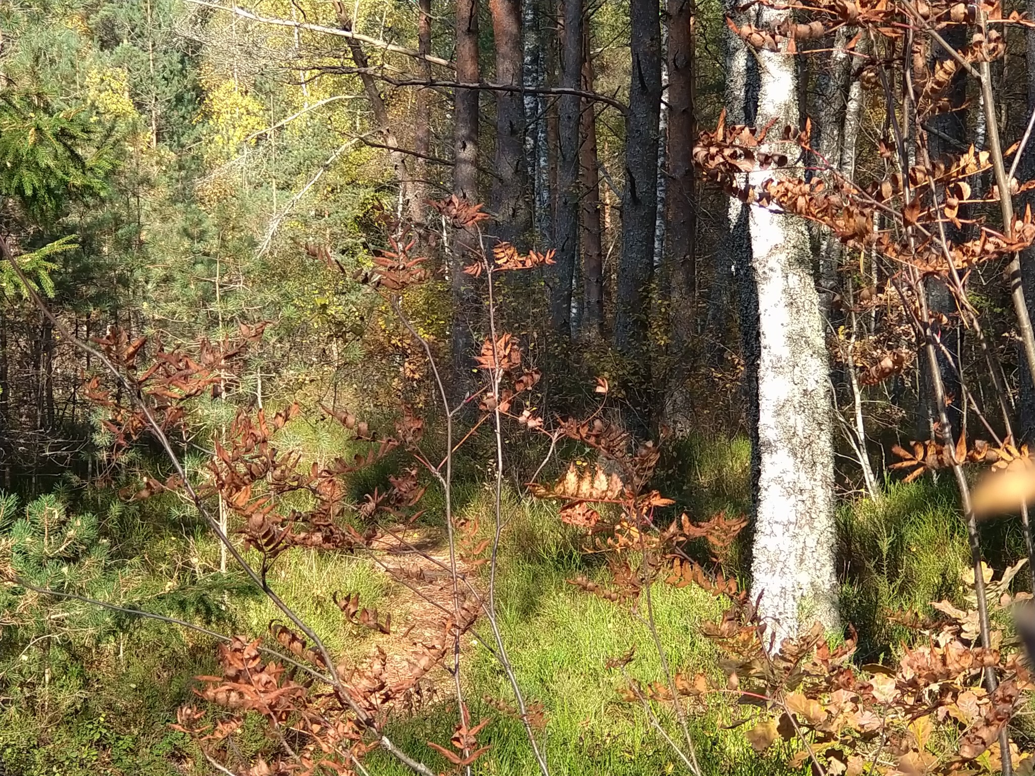 Estonian Cuisine. Eesti Toit. – Page 2 – Estonian Food and Cuisine ...