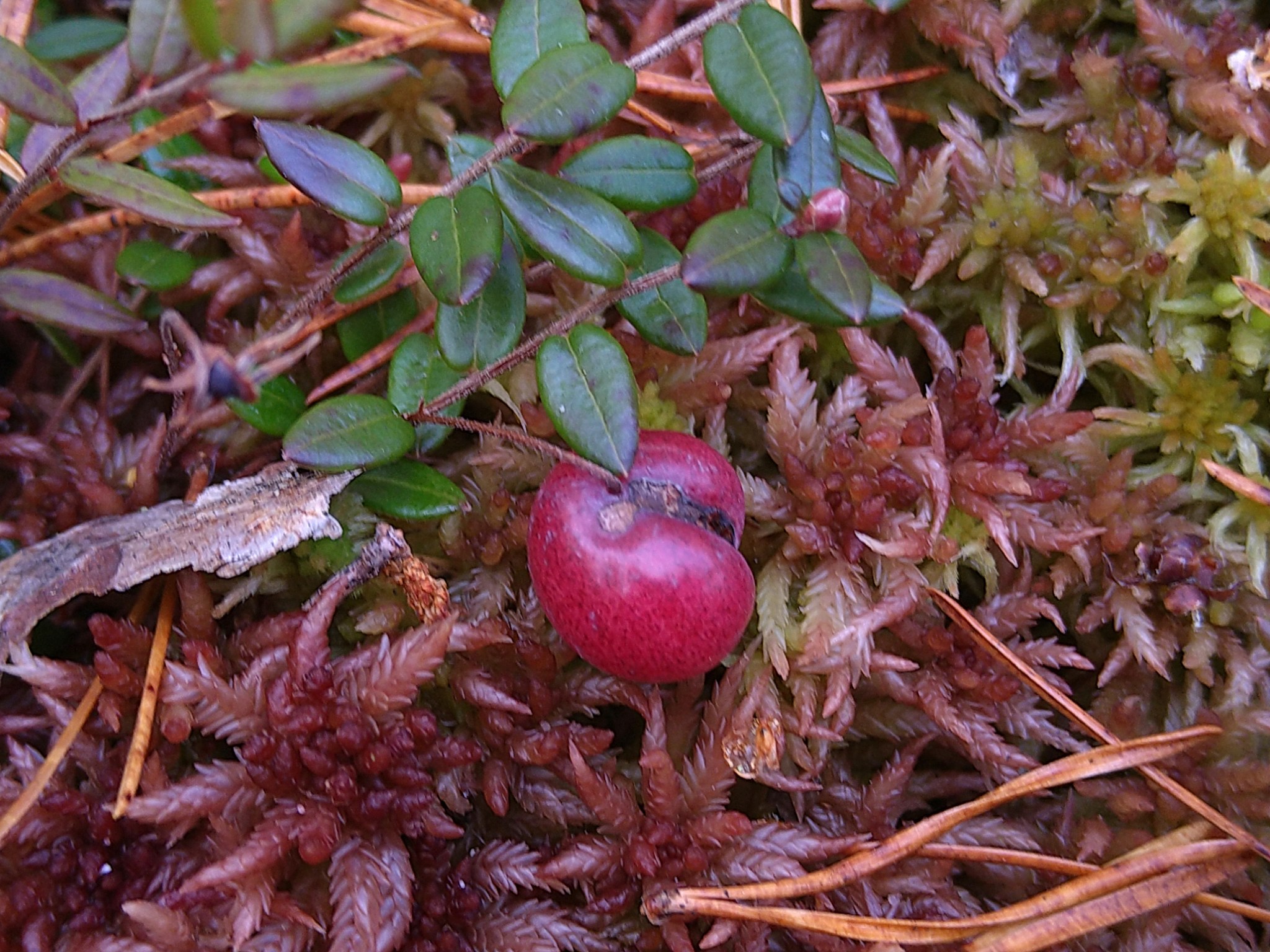 Estonian Cuisine. Eesti Toit. – Page 2 – Estonian Food and Cuisine ...