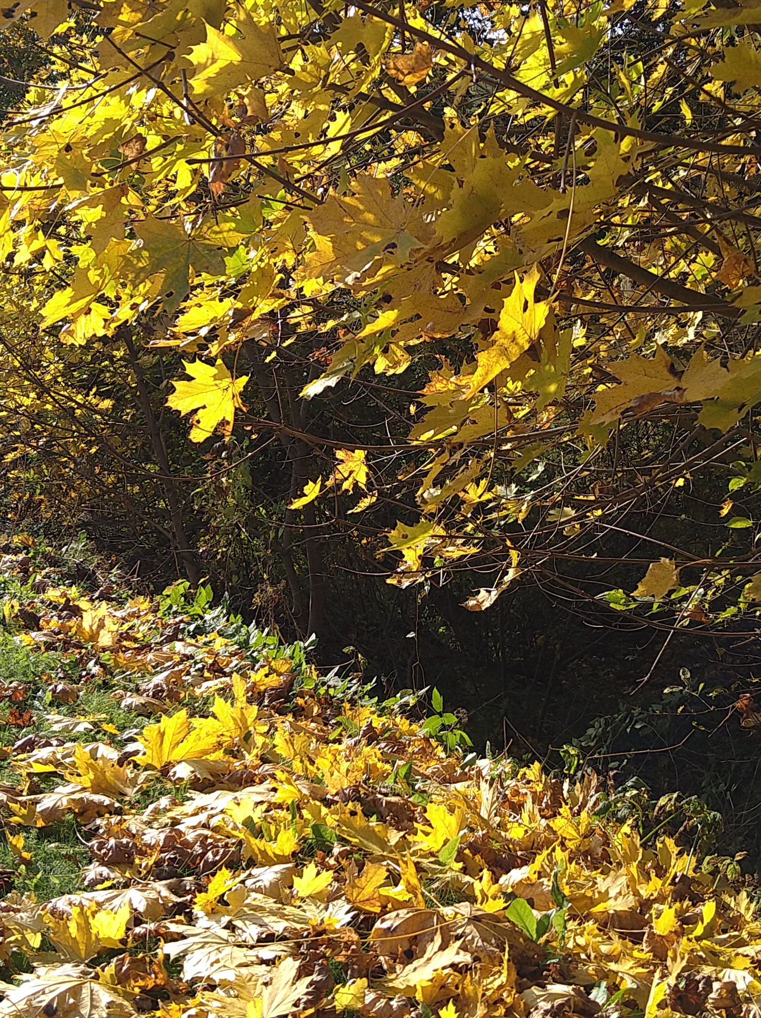 Estonian Cuisine. Eesti Toit. – Page 2 – Estonian Food and Cuisine ...